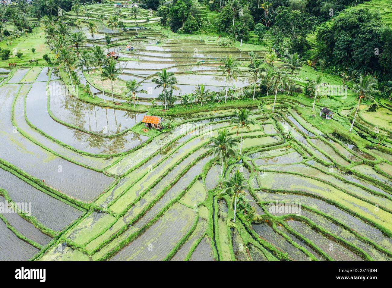Jatiluwih Rice Terraces, aerial view, Bali Stock Photo - Alamy