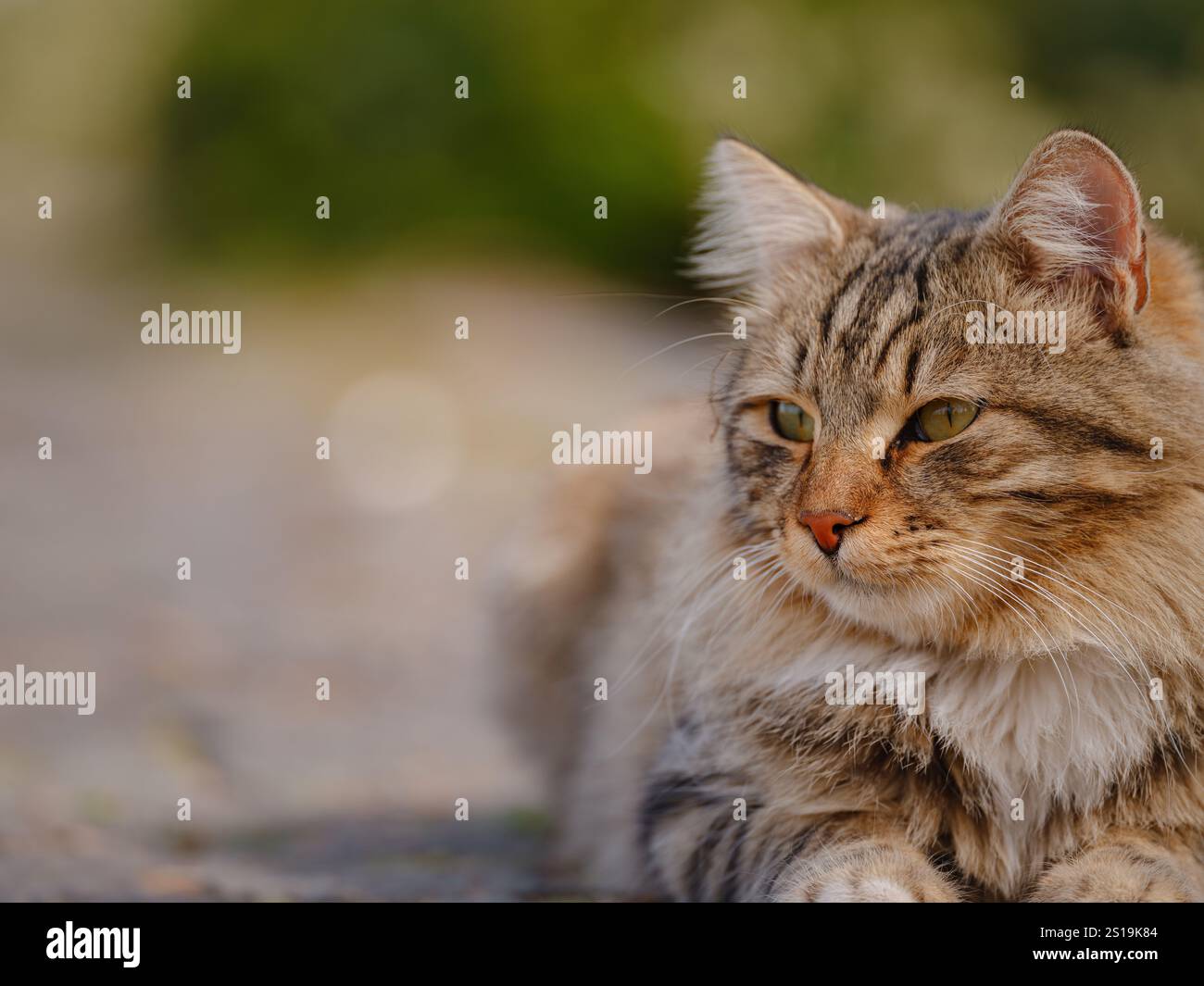 Street cats of Turkey roam freely, lounging, playing, and exploring the ...