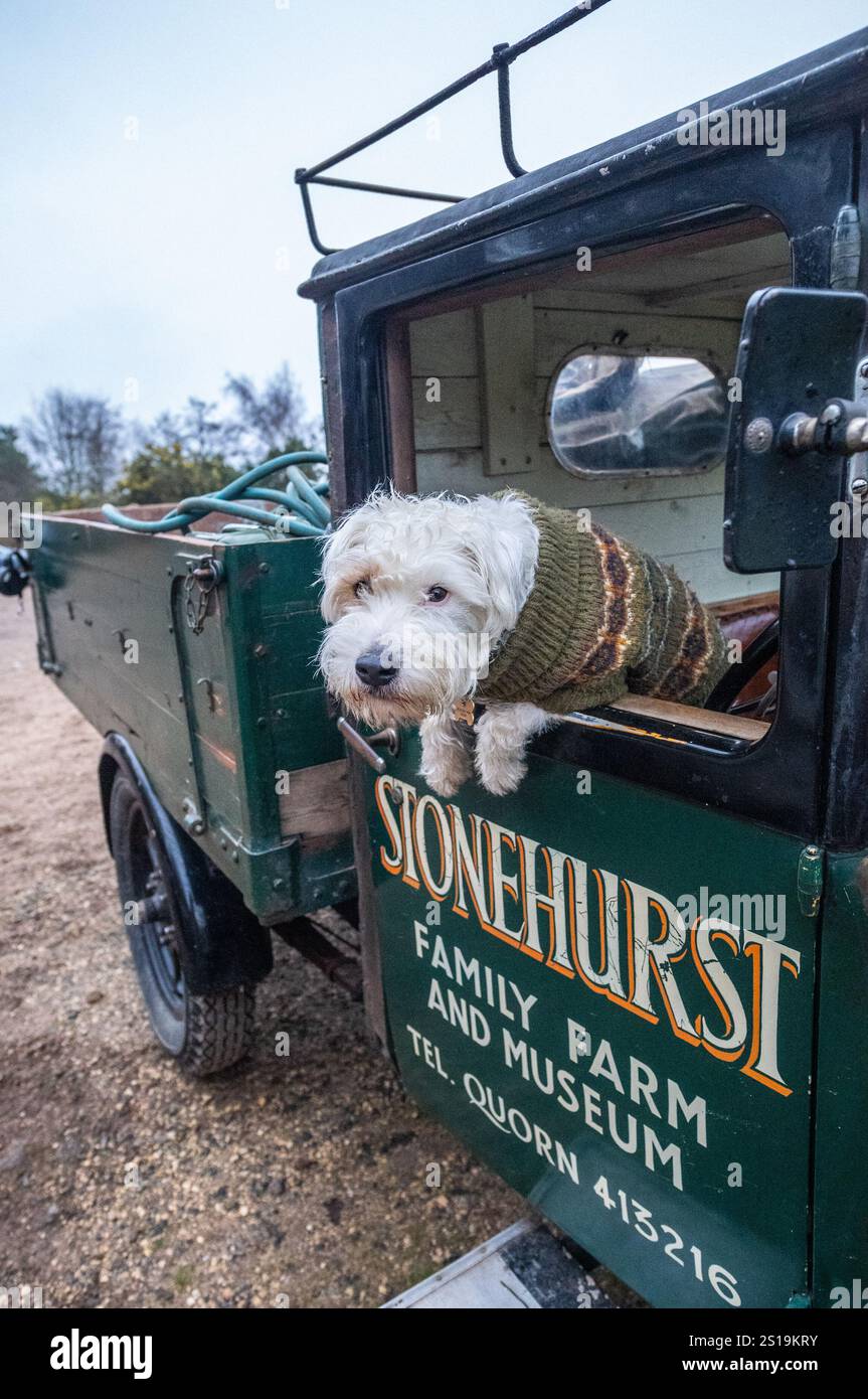 West Highland White Terrier (Westie) sitting in a pre war vintage truck ...