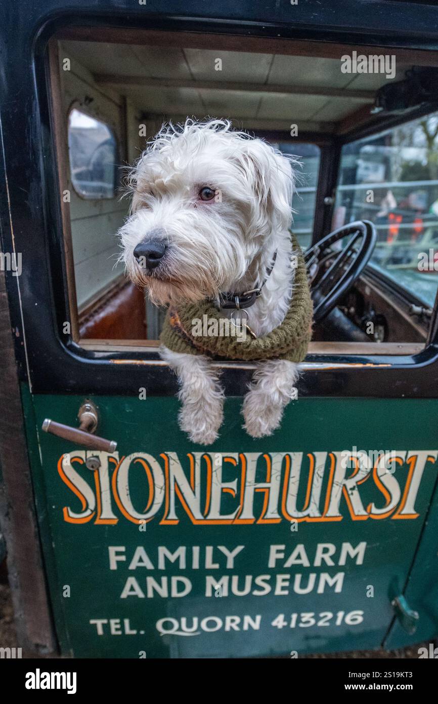 West Highland White Terrier (Westie) sitting in a pre war vintage truck ...
