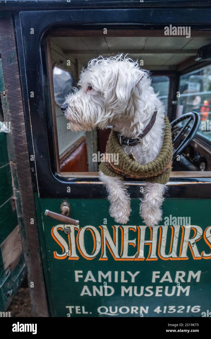 West Highland White Terrier (Westie) sitting in a pre war vintage truck ...