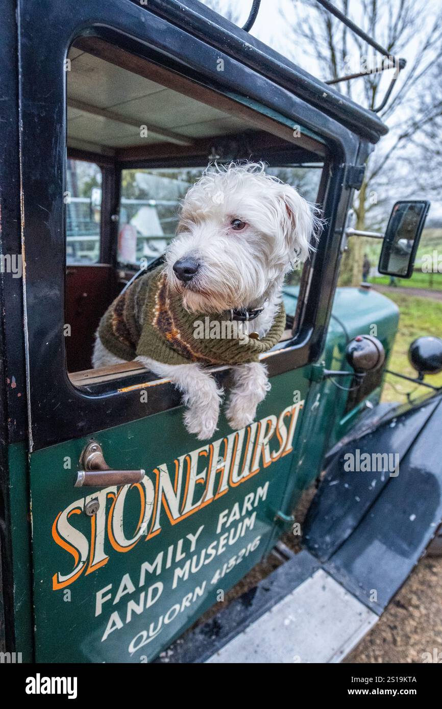 West Highland White Terrier (Westie) sitting in a pre war vintage truck ...