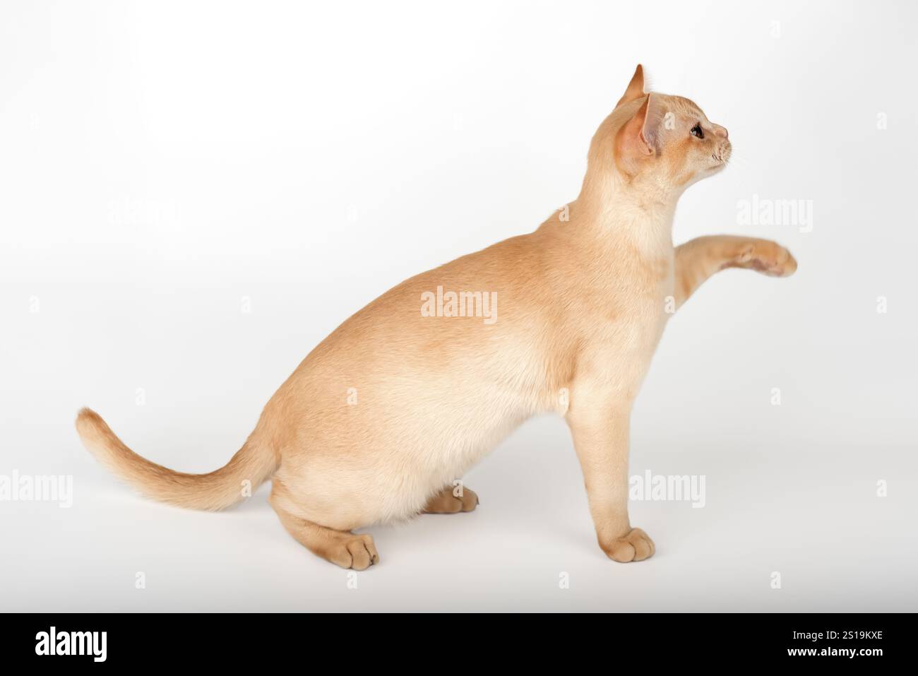 Adorable cream kitten of Burmese breed on studio background. Isolated ...