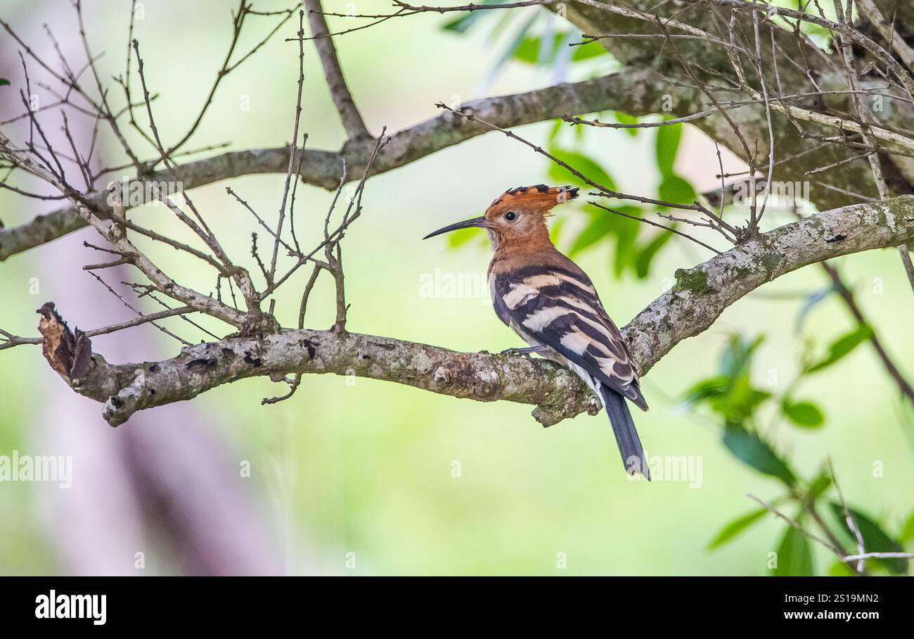 The African hoopoe (Upupa africana) is a species of hoopoe in the ...