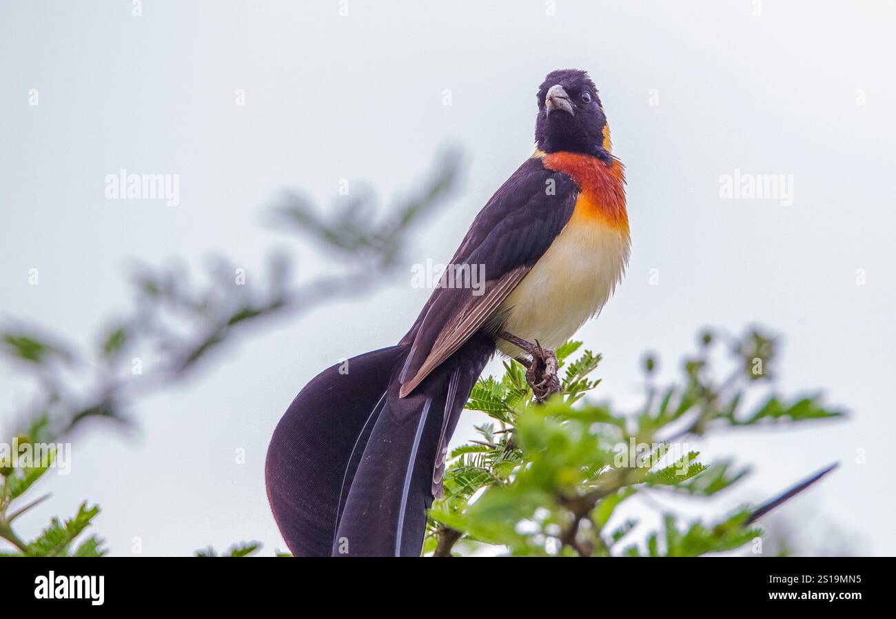 Long-tailed paradise whydah (Vidua paradisaea) or east paradise whydah ...