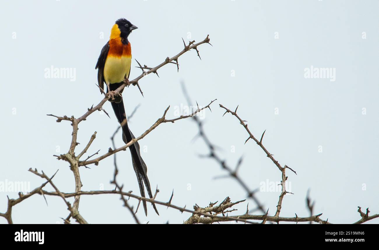 Long-tailed paradise whydah (Vidua paradisaea) or east paradise whydah ...