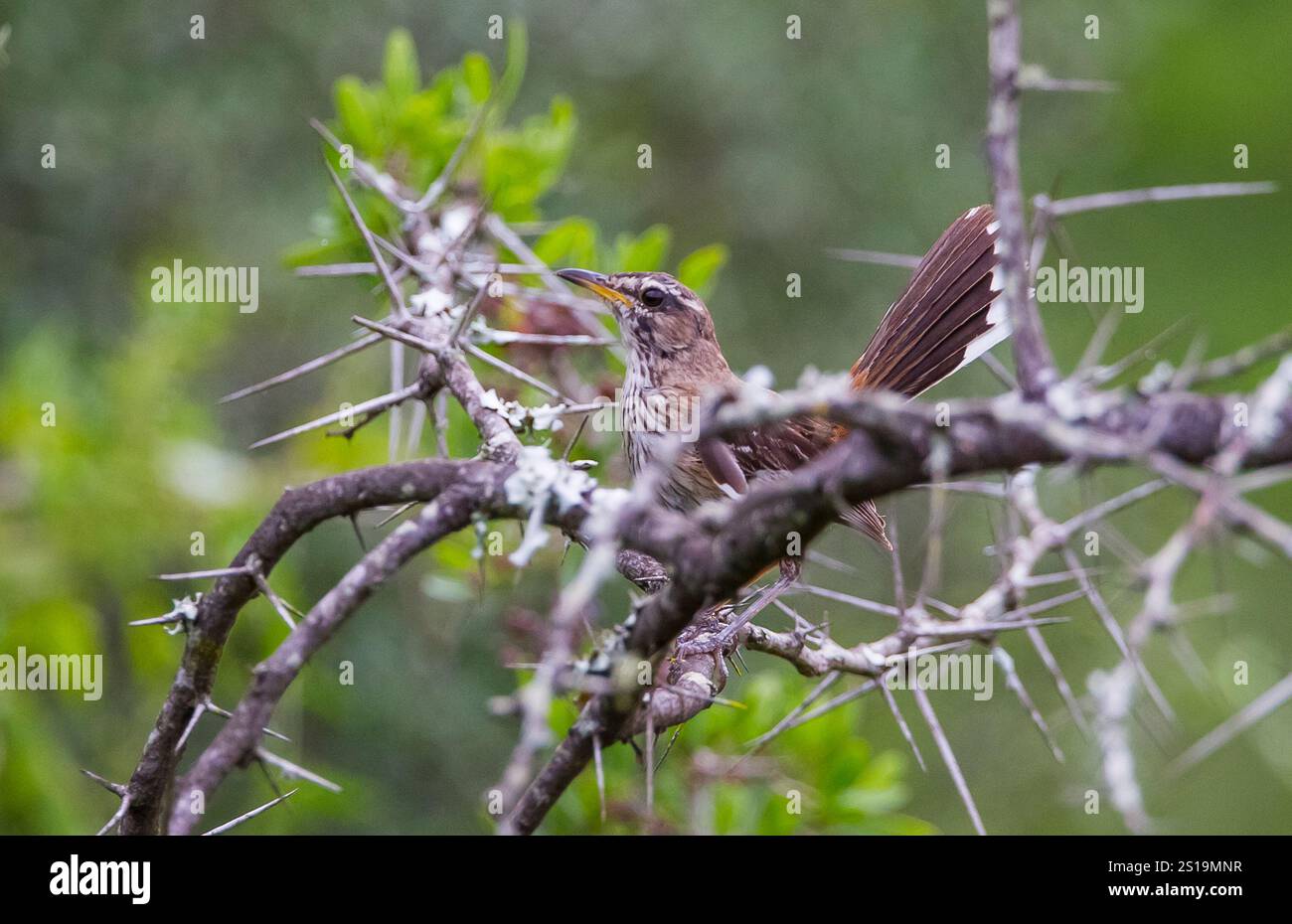 The white browed scrub robin (Cercotrichas leucophrys), also known as ...