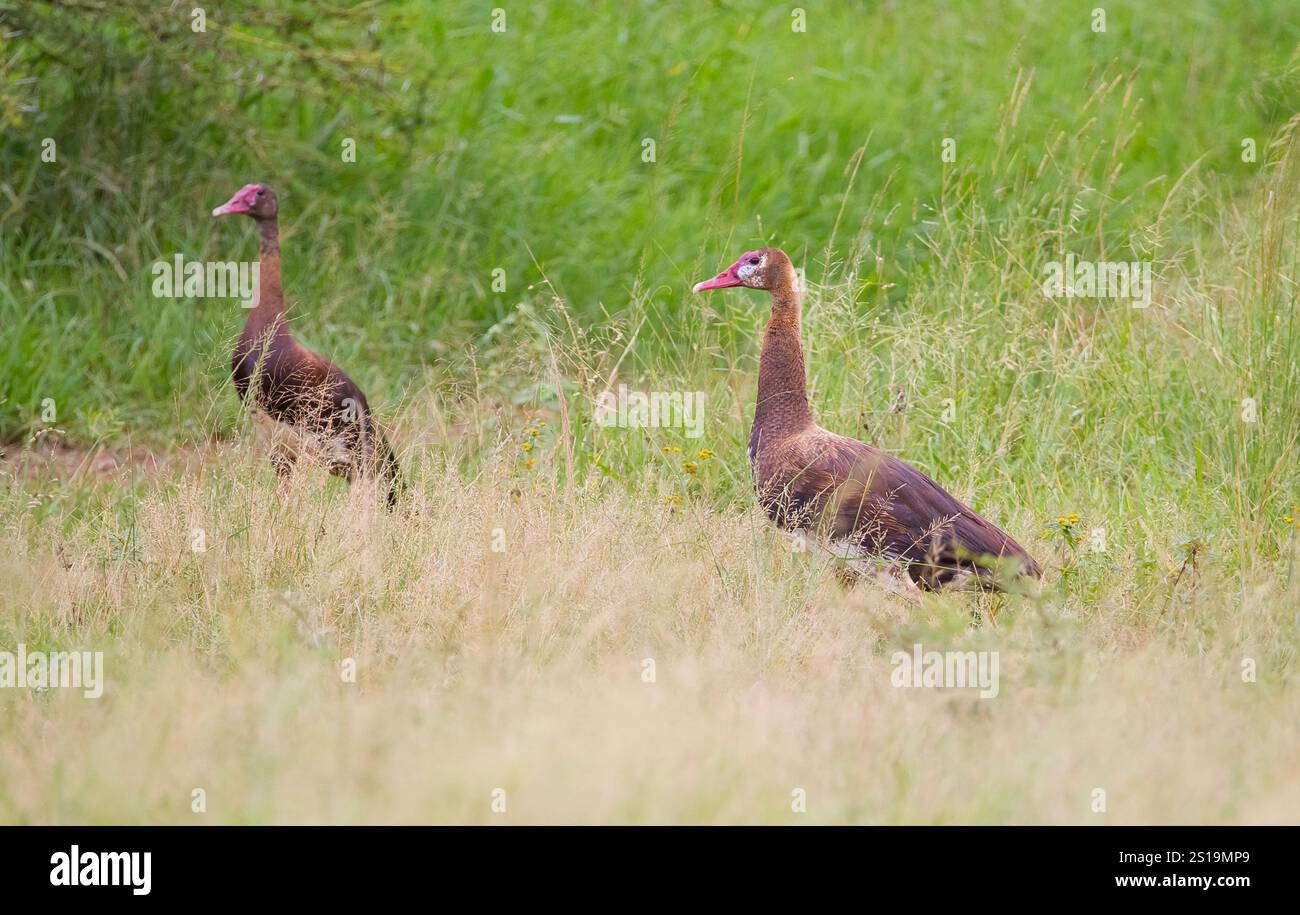 Spur-winged goose (Plectropterus gambensis) is found in wetlands all ...
