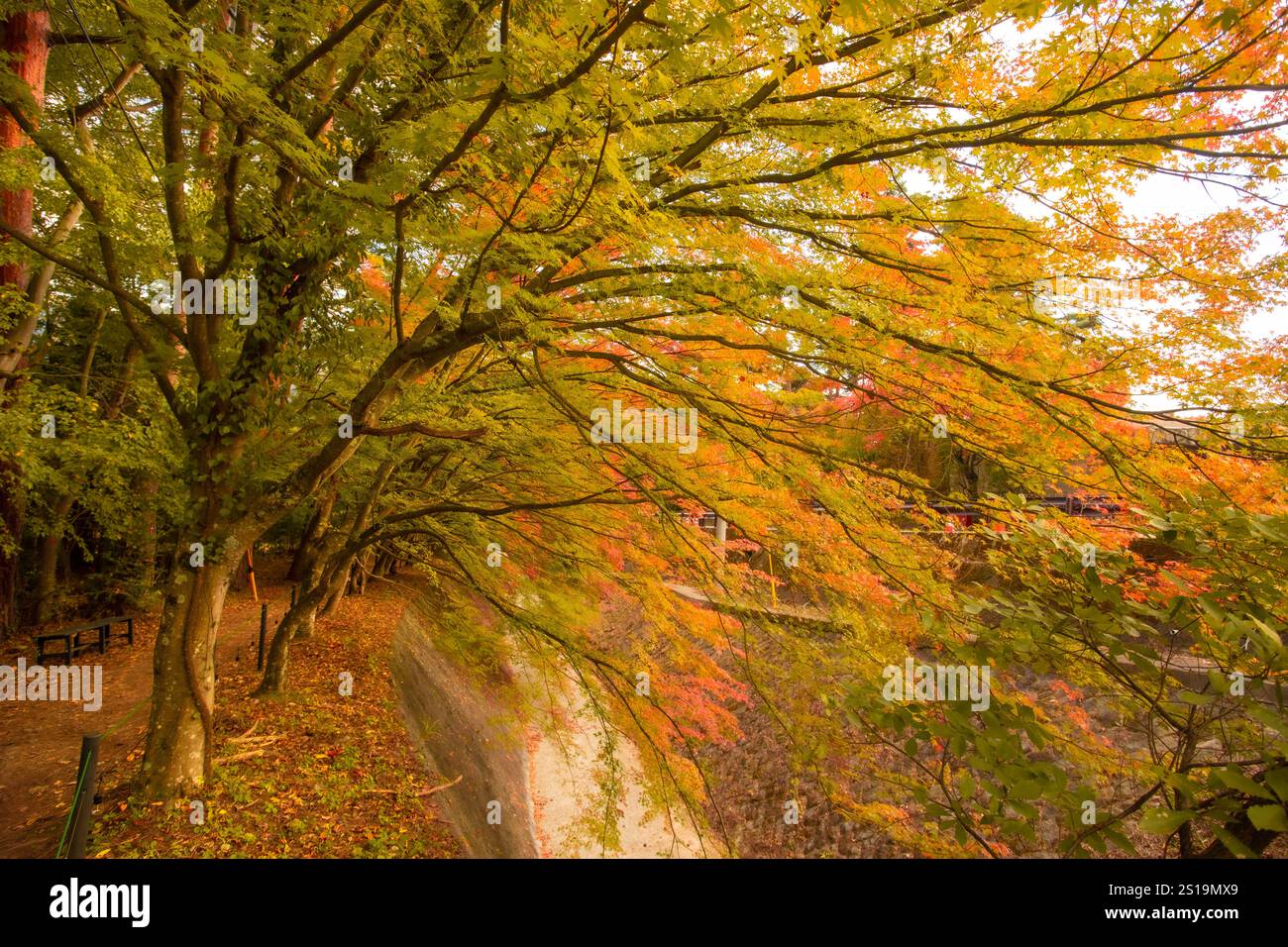 Lake Kawaguchi Maple Corridor during the autumn foliage season is the ...