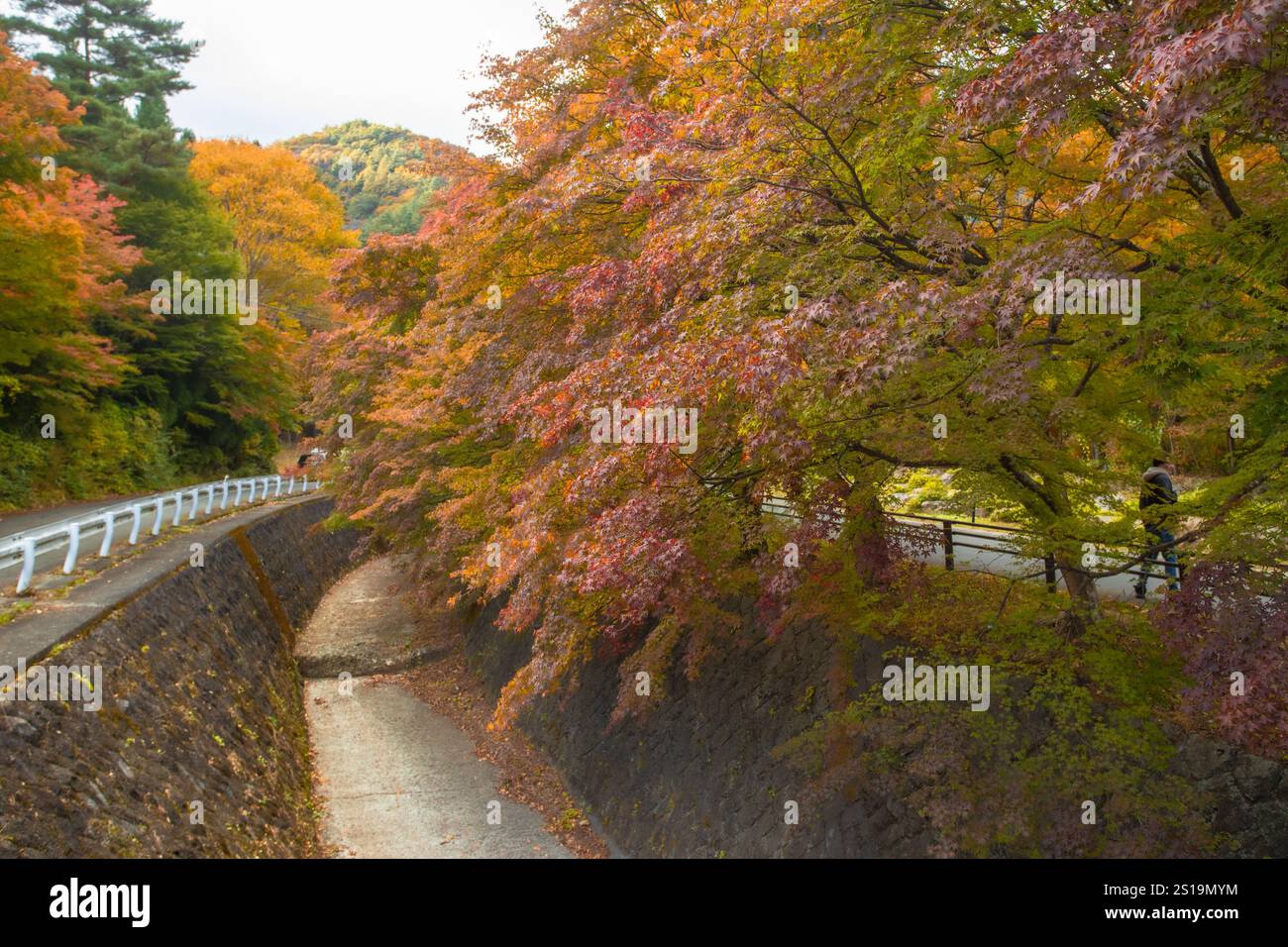 Lake Kawaguchi Maple Corridor during the autumn foliage season is the ...