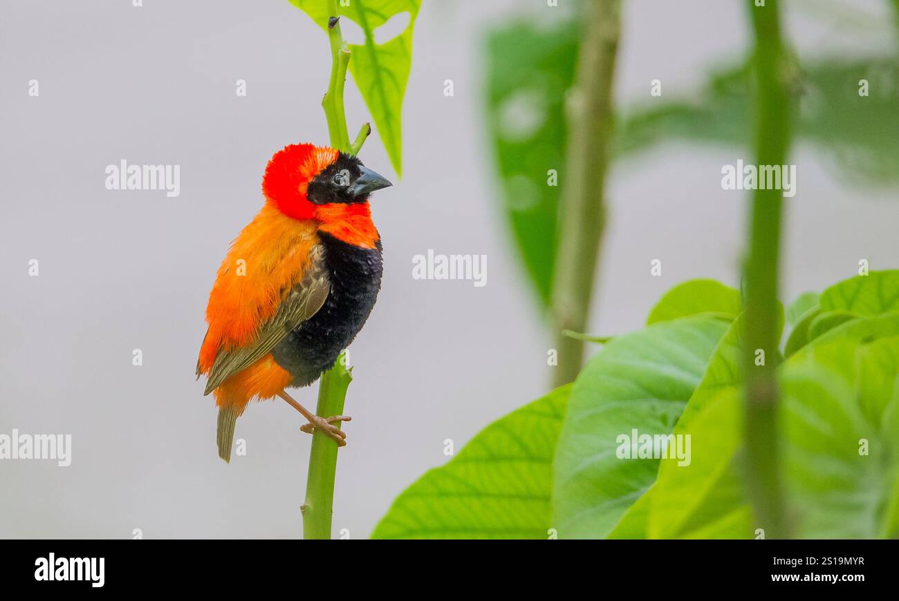 Southern red bishop (Euplectes orix) is a small songbird of the family ...