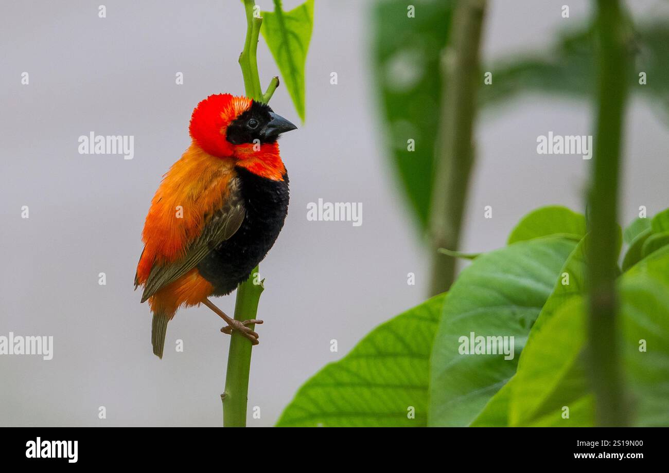 Southern red bishop (Euplectes orix) is a small songbird of the family ...