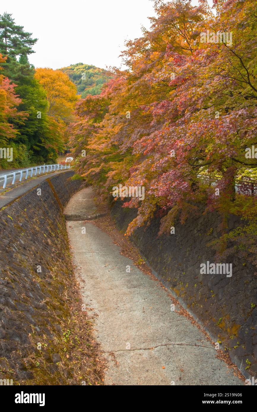 Lake Kawaguchi Maple Corridor during the autumn foliage season is the ...