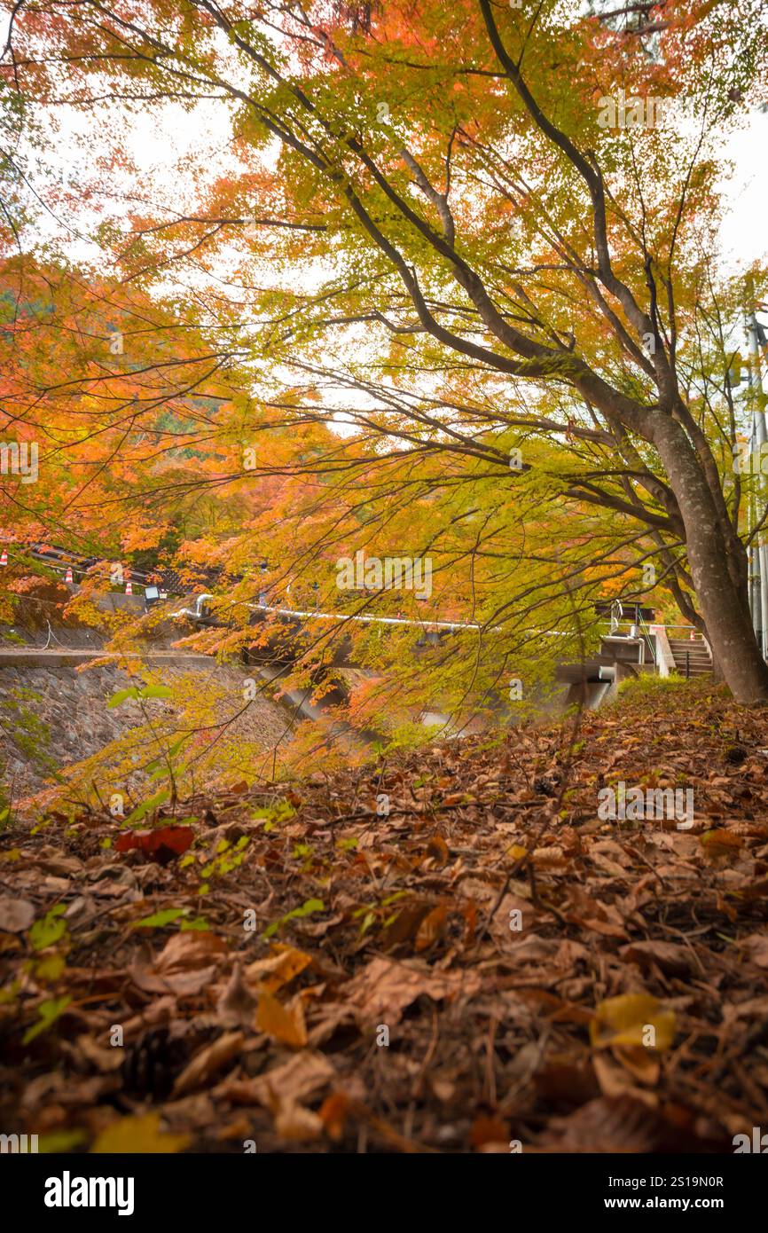 Lake Kawaguchi Maple Corridor during the autumn foliage season is the ...