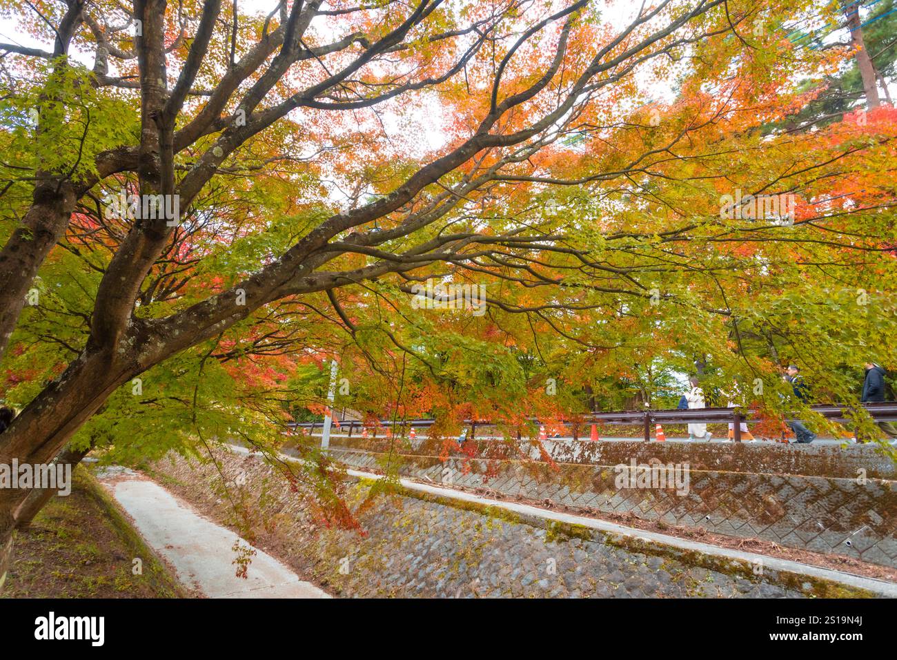 Lake Kawaguchi Maple Corridor during the autumn foliage season is the ...