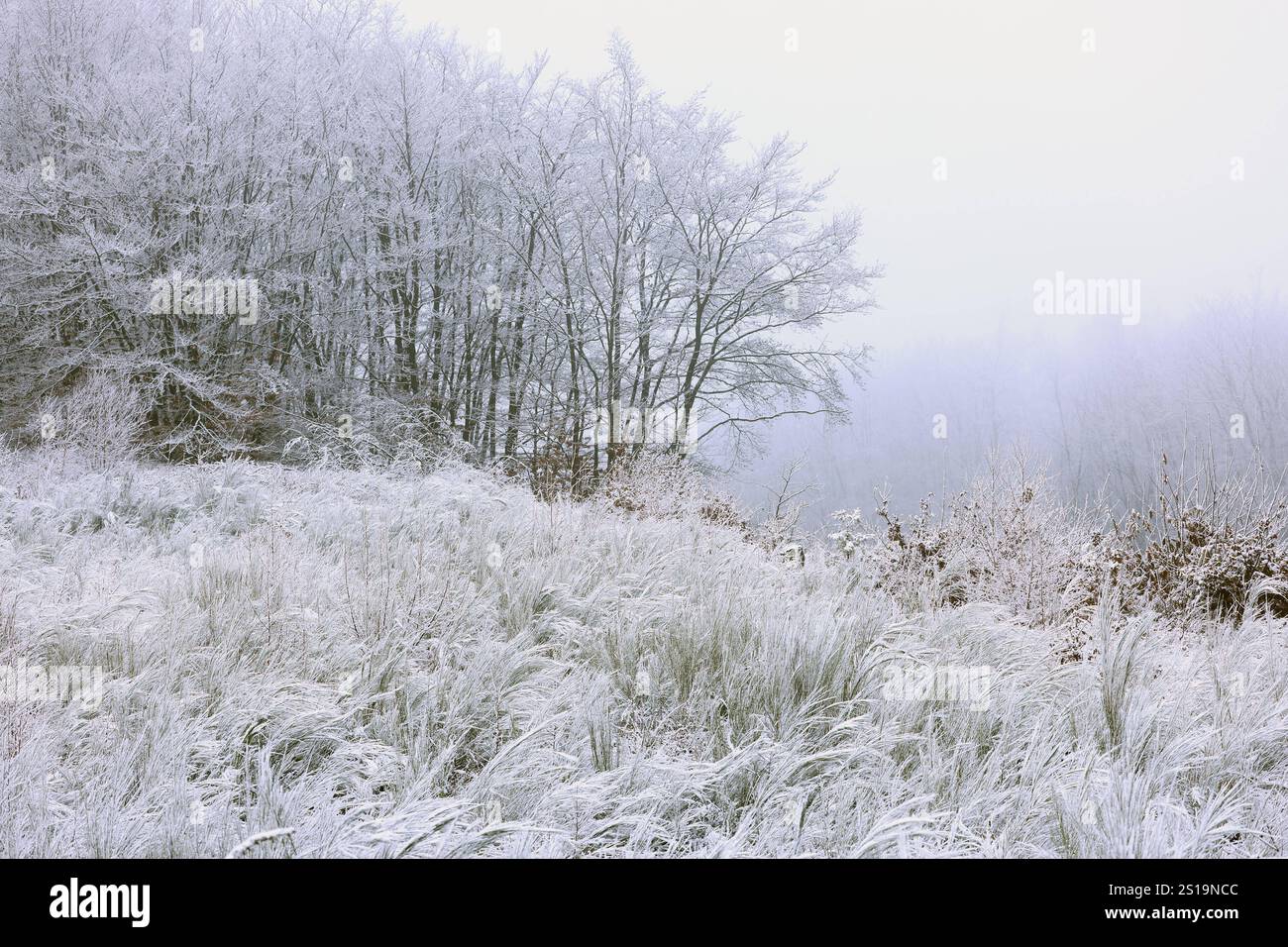 Der Januar zeigt sich zu Beginn Nass, Kalt und ungemuetlich ungemütlich ...
