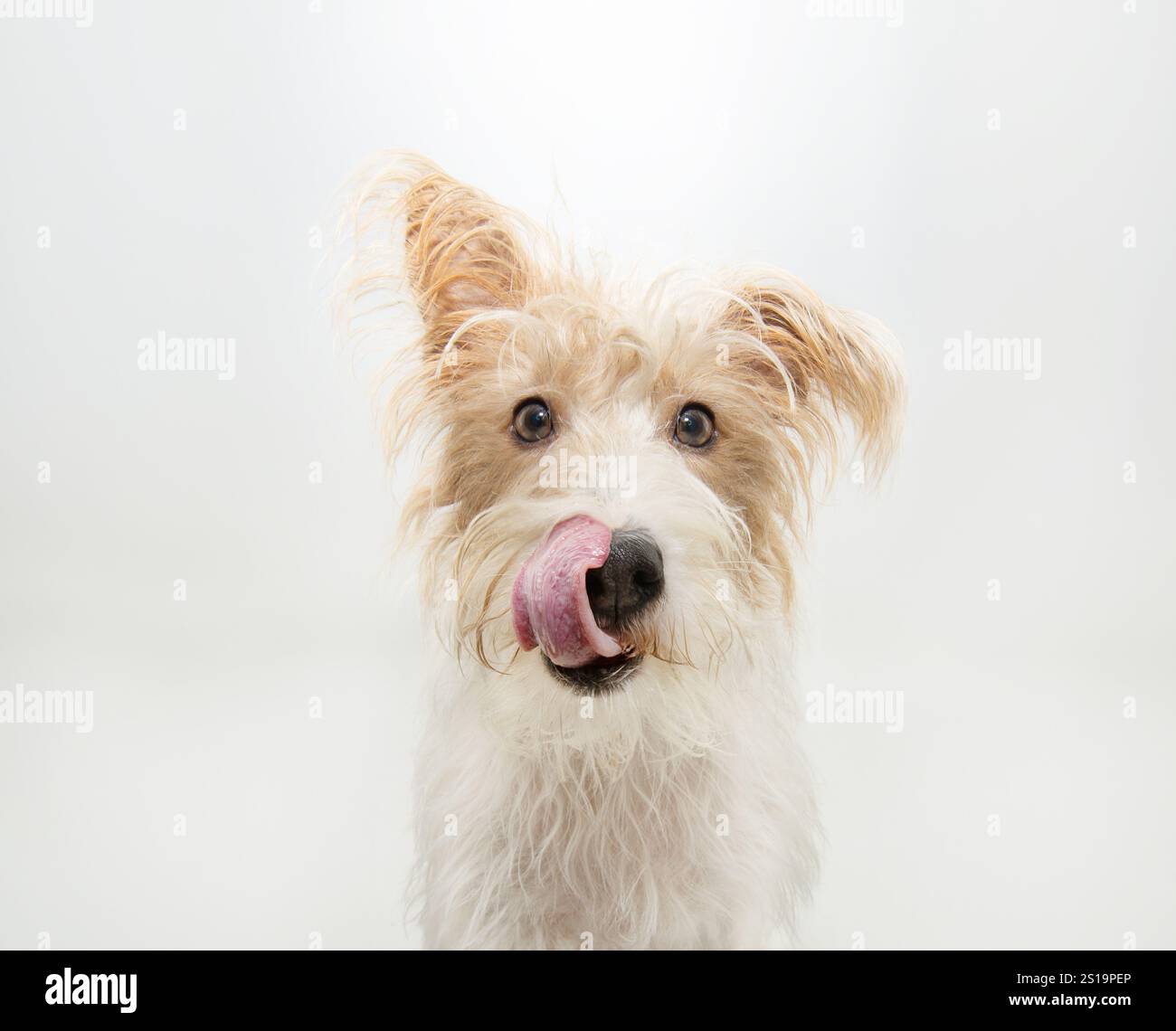Hungry fox puppy dog eating and licking its lips with tongue. Isolated ...