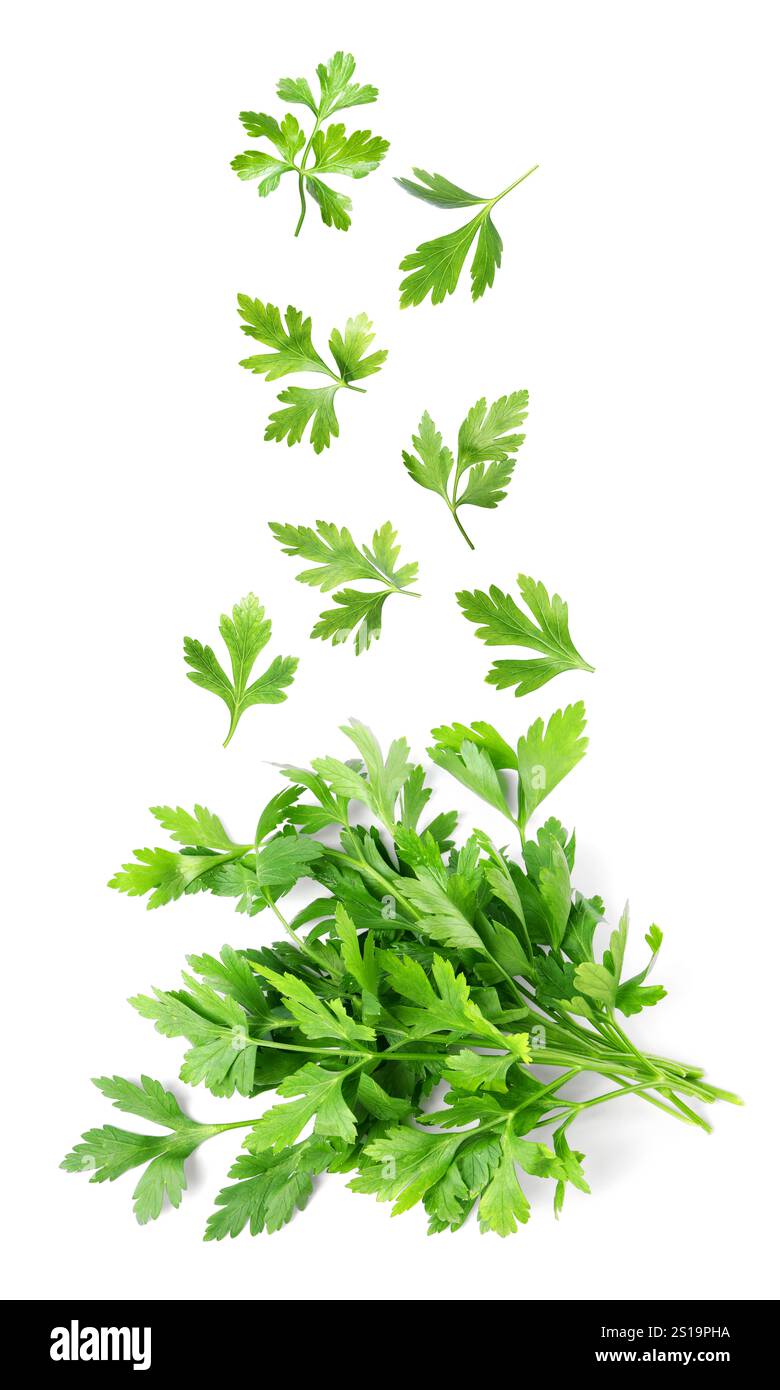 Green parsley leaves falling onto heap on white background Stock Photo ...