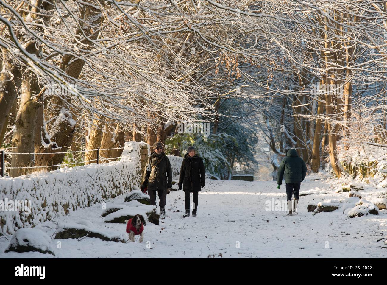 UK Weather.Dog walker in snow it Cults Woods Aberdeen Scotland. 2nd Jan ...