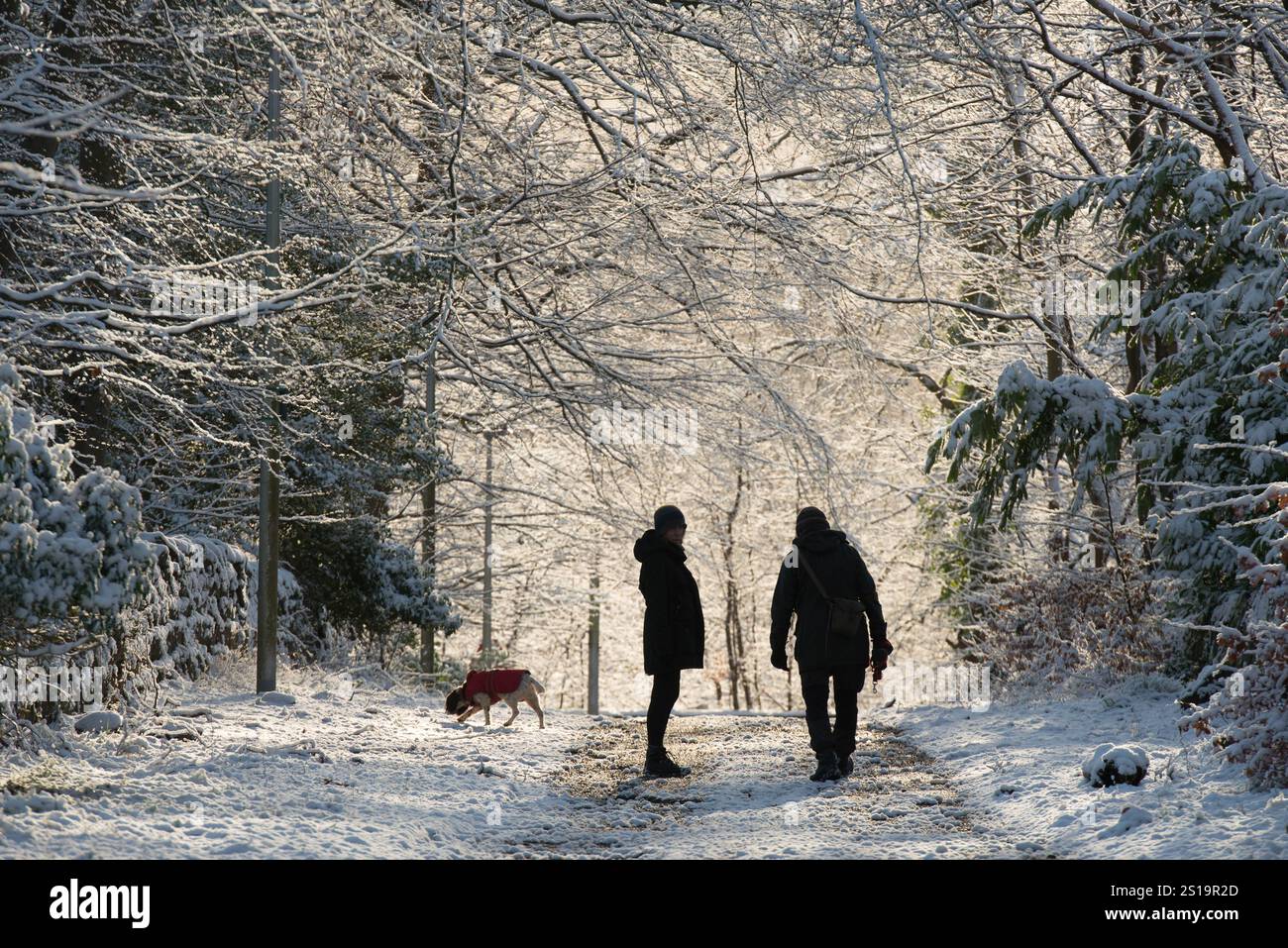 UK Weather.Dog walker in snow it Cults Woods Aberdeen Scotland. 2nd Jan ...