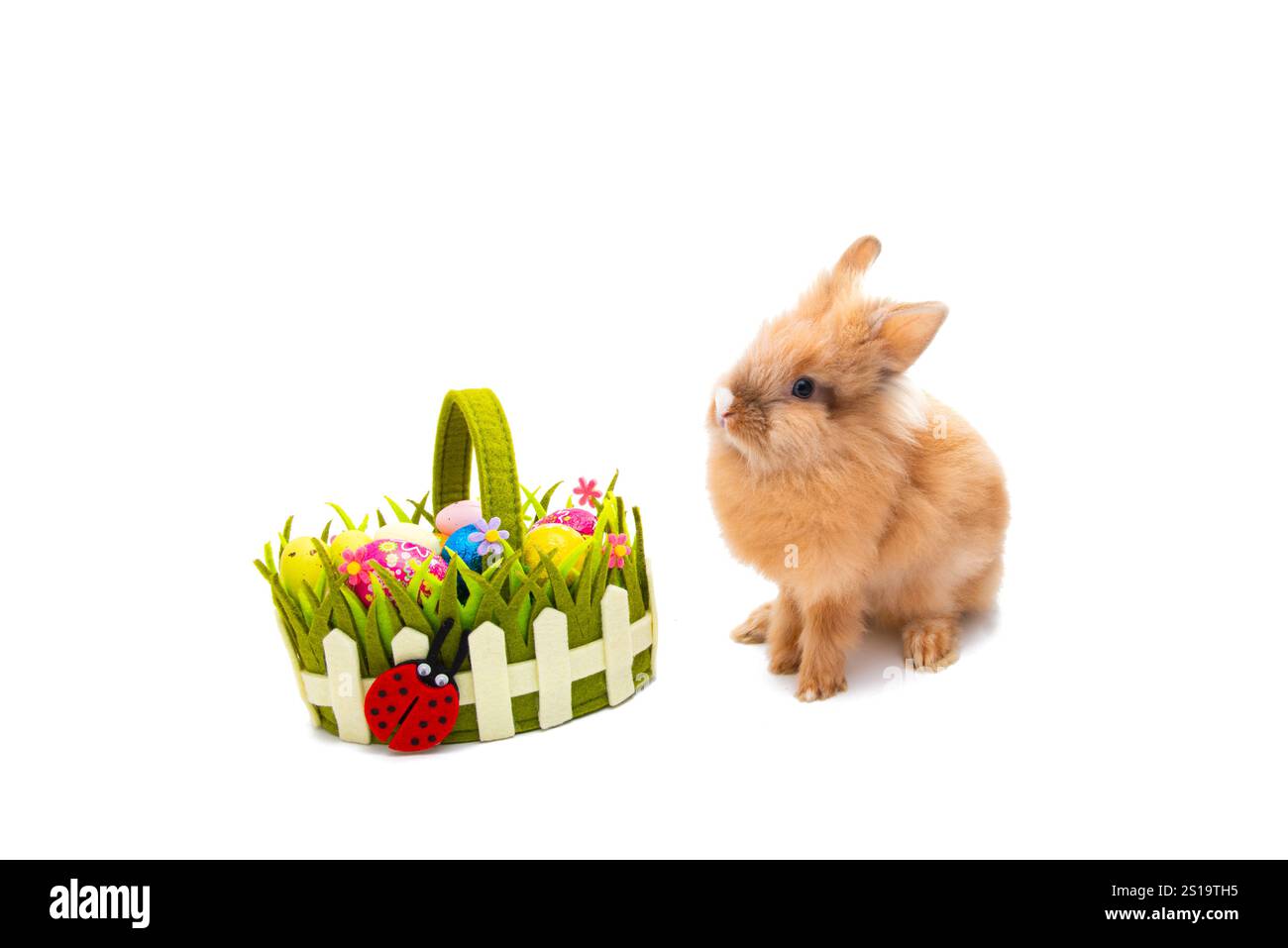 easter live bunny isolated on white background Stock Photo - Alamy