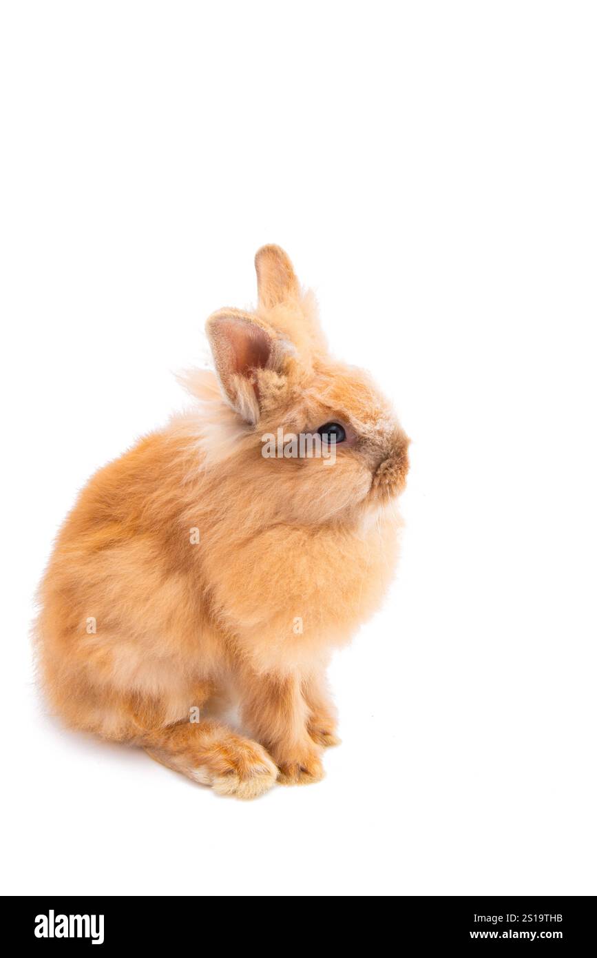 easter live bunny isolated on white background Stock Photo - Alamy