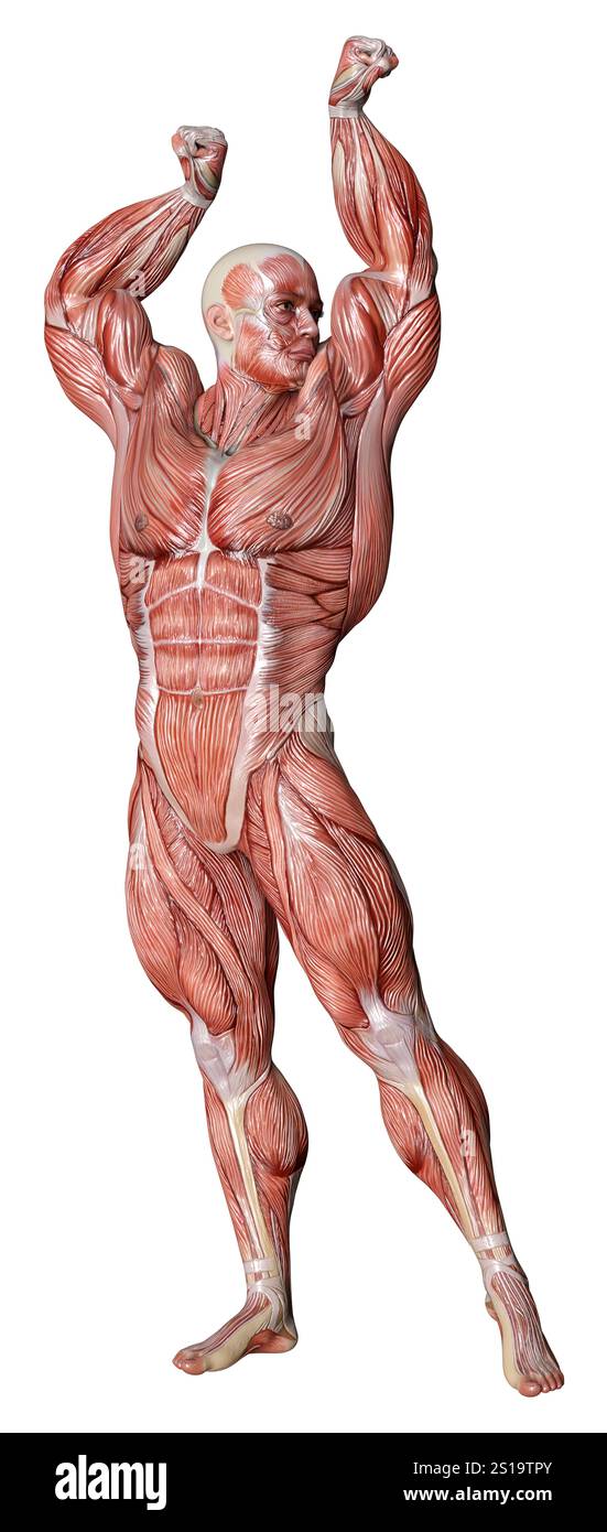 3D rendering of a male figure with muscle maps isolated on white ...