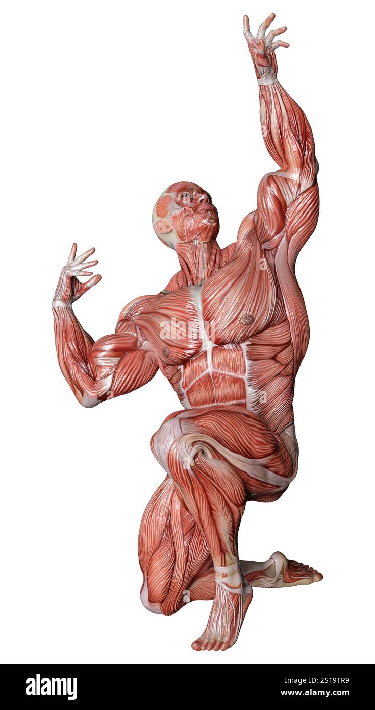 3D rendering of a male figure with muscle maps isolated on white ...