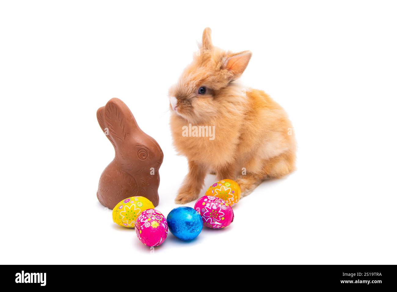 easter live bunny isolated on white background Stock Photo - Alamy