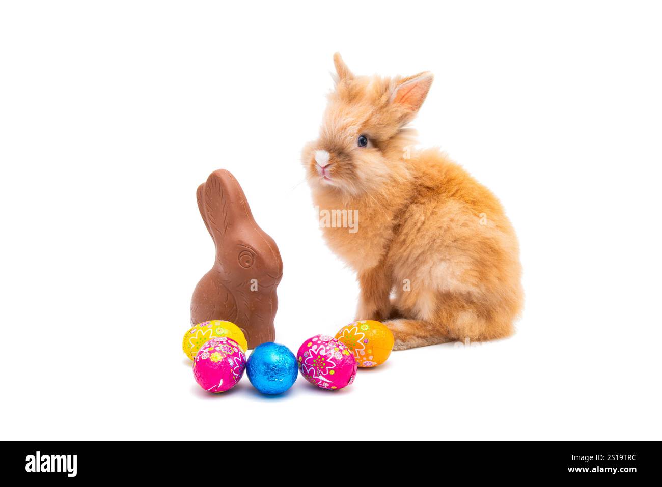 easter live bunny isolated on white background Stock Photo - Alamy