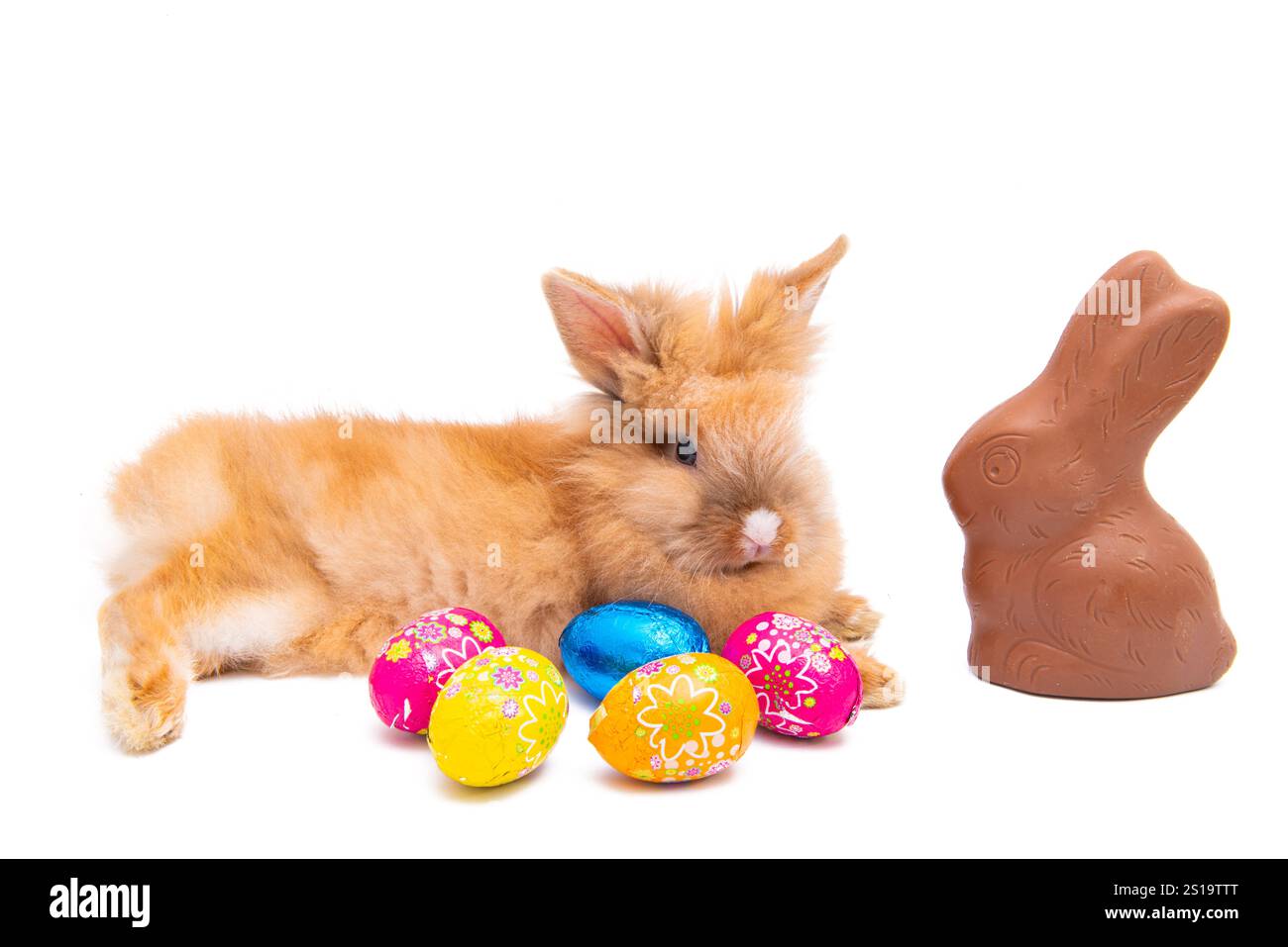 easter live bunny isolated on white background Stock Photo - Alamy
