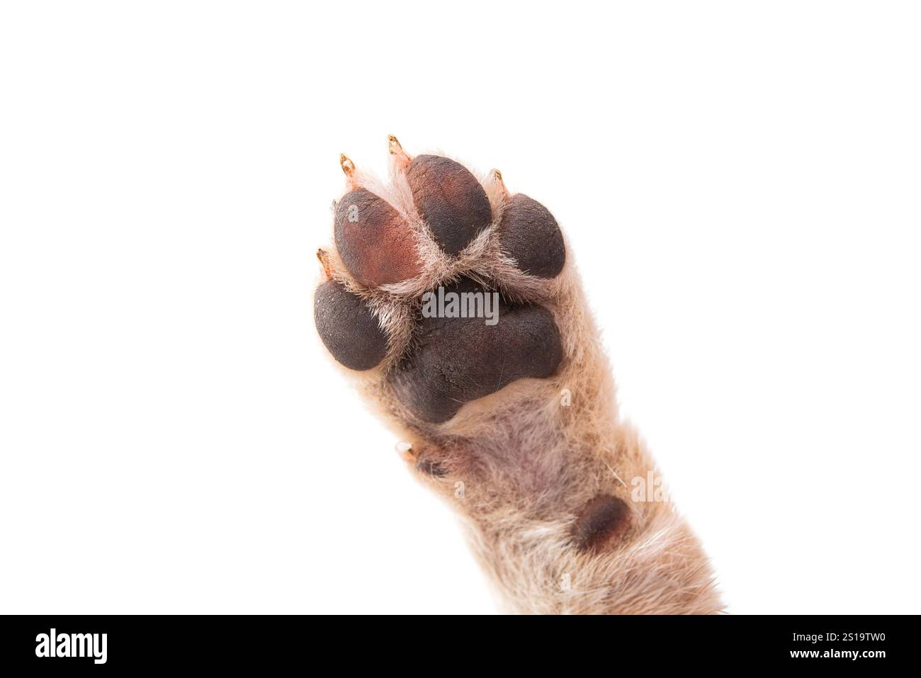 dog paw isolated on white background Stock Photo - Alamy