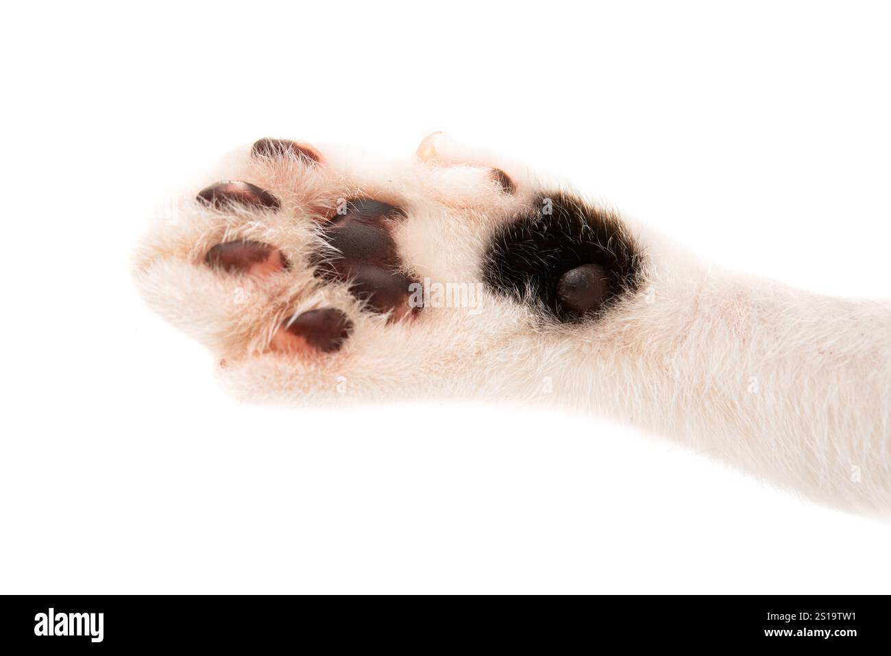 Cat paw hand Cut Out Stock Images & Pictures - Alamy