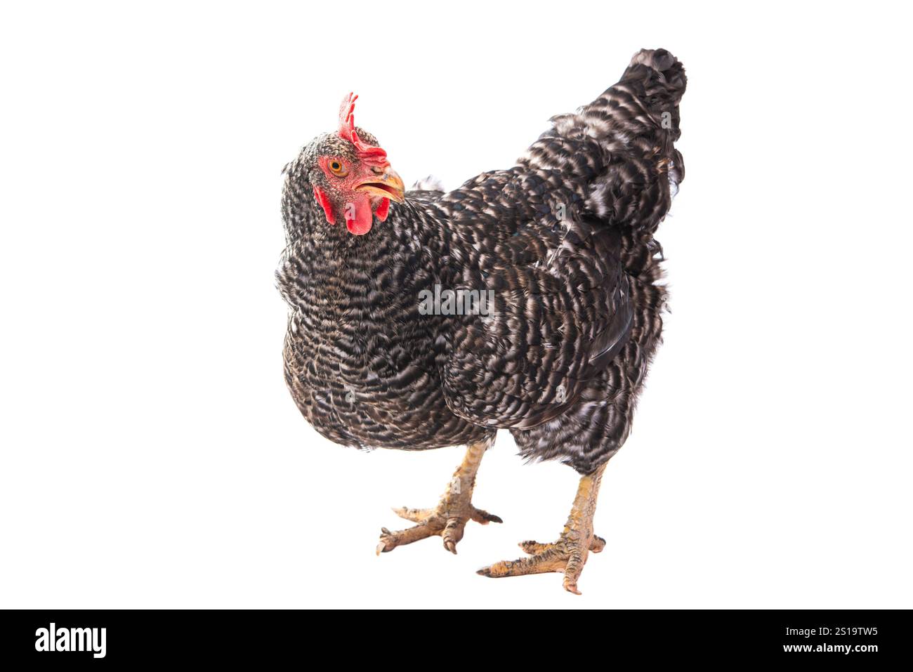 gray chicken isolated on white background Stock Photo - Alamy