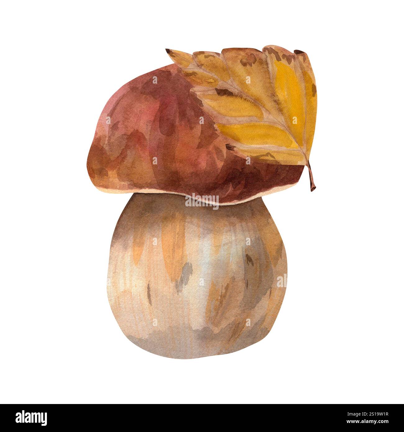 Watercolor illustration of a porcini mushroom. Hand-drawn botanical ...