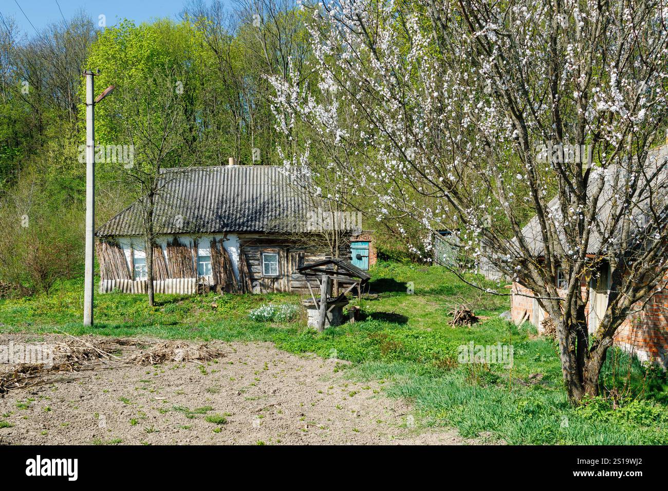 Old country house with well and blooming tree in countryside. Spring ...