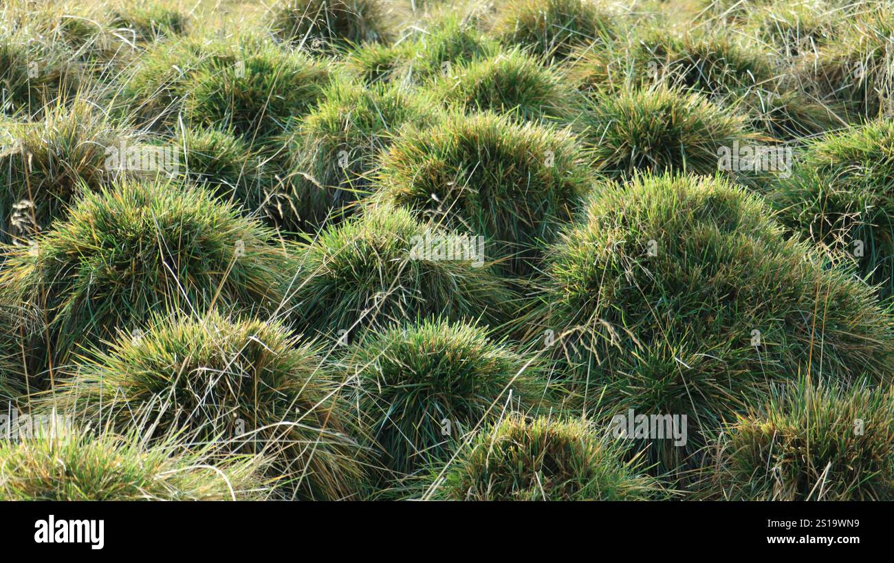 Green background of grass clusters. Wild background of a meadow in ...