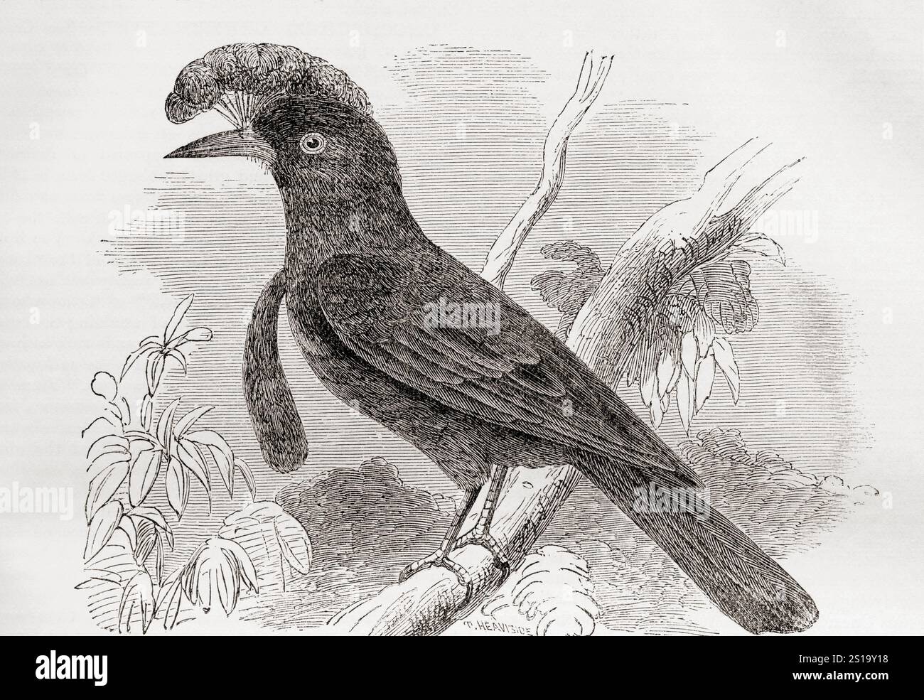 Umbrellabird hi-res stock photography and images - Alamy