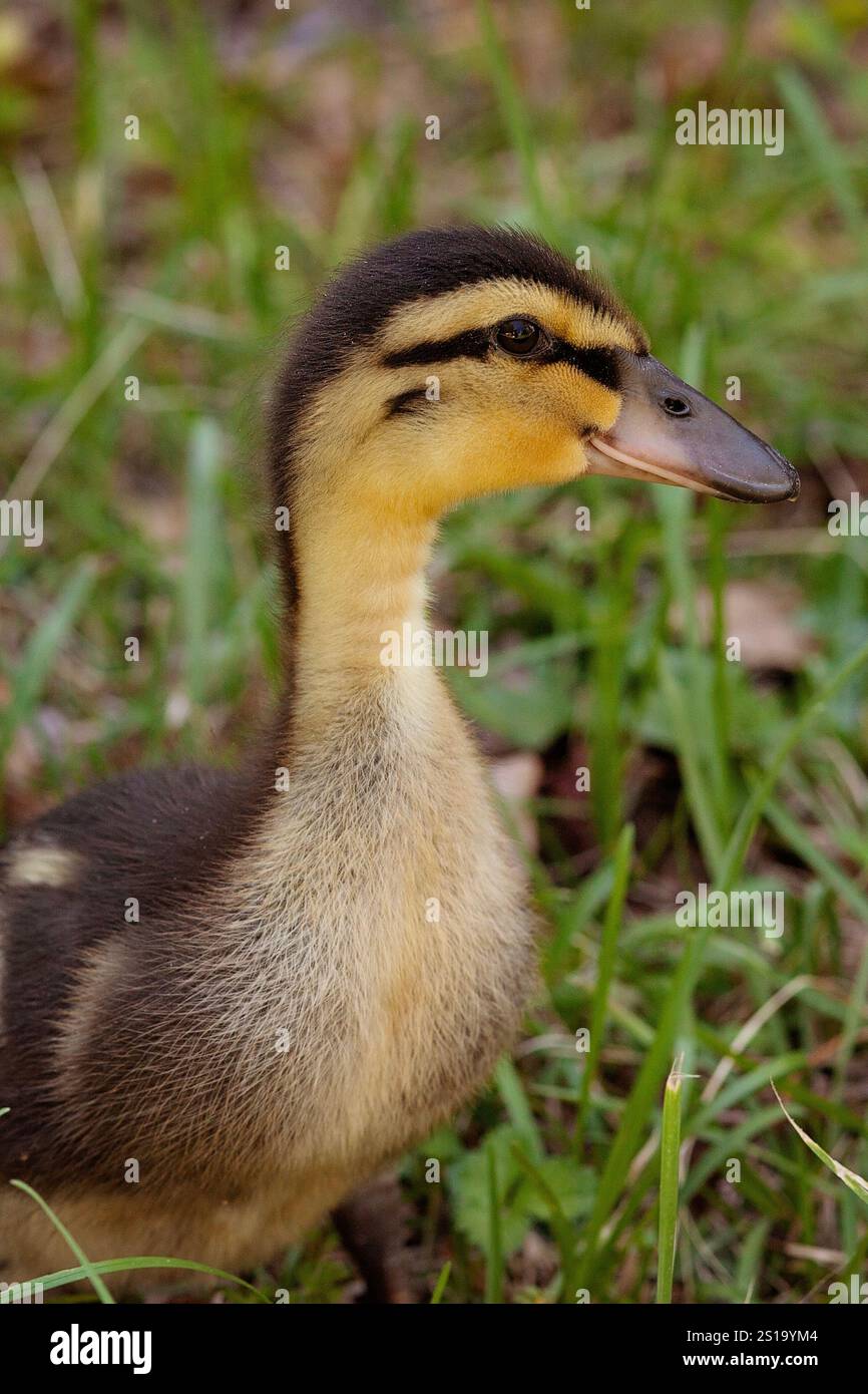 Livestockgrass hi-res stock photography and images - Alamy