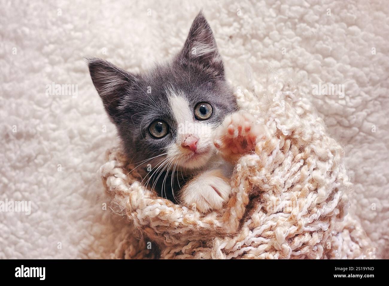Kitten tail up hi-res stock photography and images - Alamy
