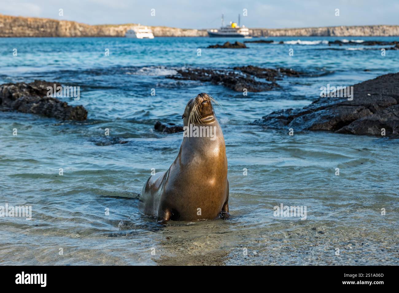 Galapagos sea lion (Zalophus wollebaeki) in shallow water with cruise ...