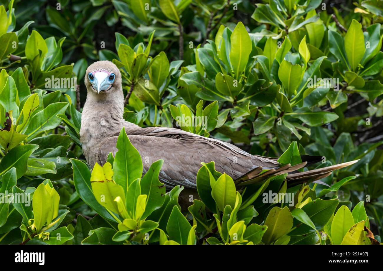 Red-footed booby (Sula sula) perched in a bush on Genovesa Island ...