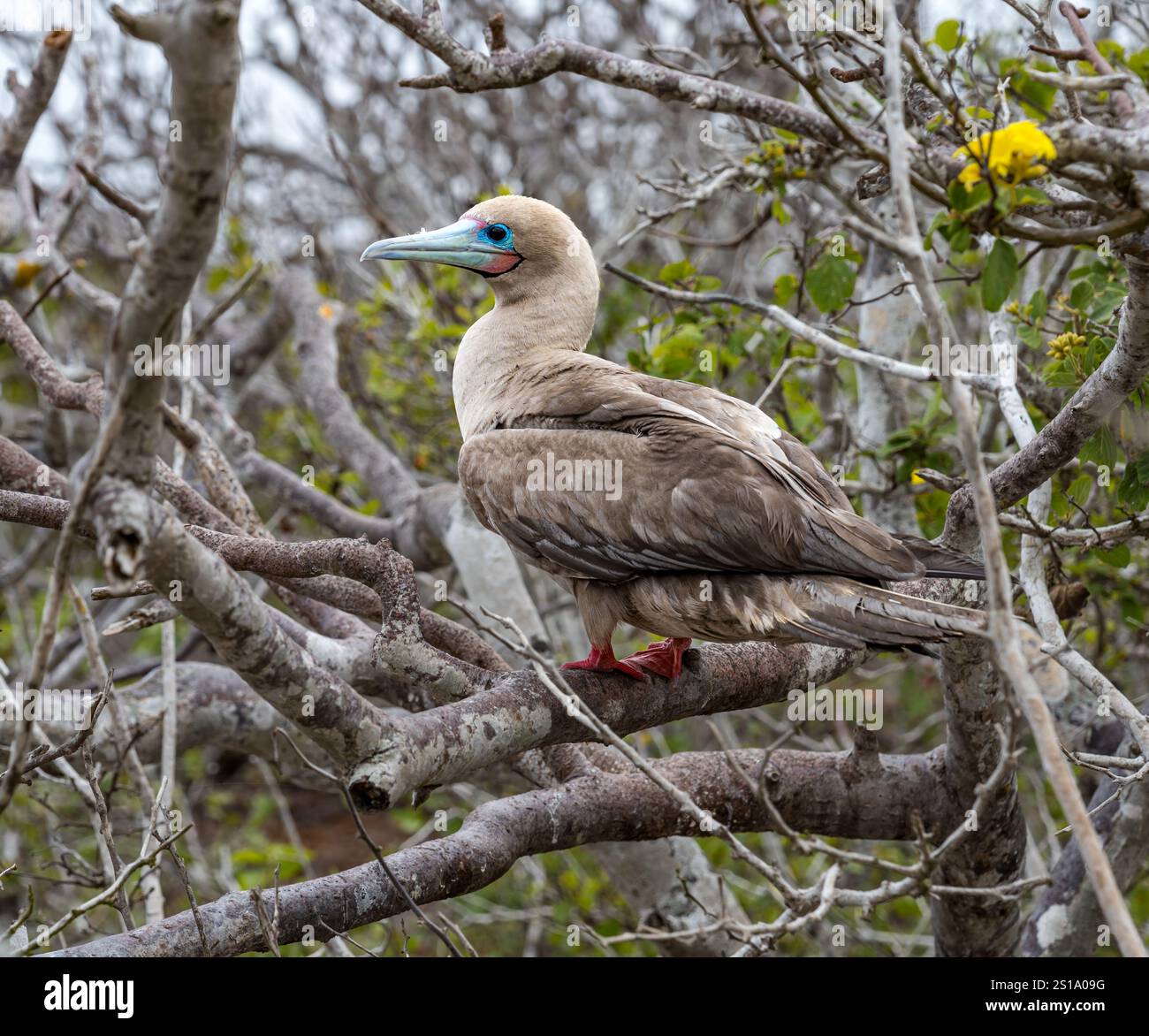Red-footed booby (Sula sula) perched on branch with distinctive red webbed feet on Genovesa ...