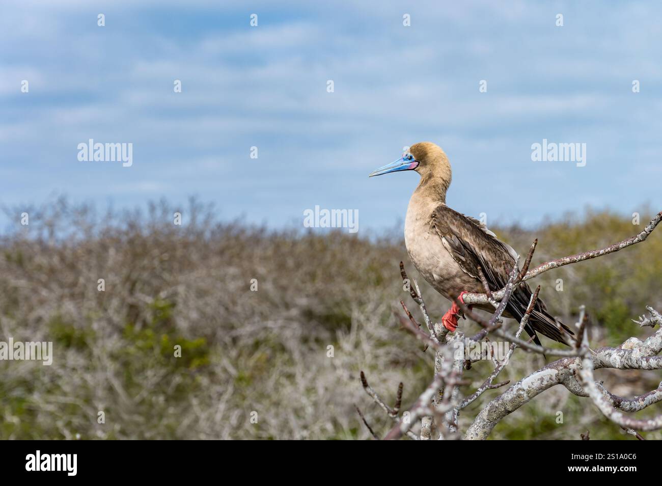 Red-footed booby (Sula sula) perched on a branch with distinctive red ...