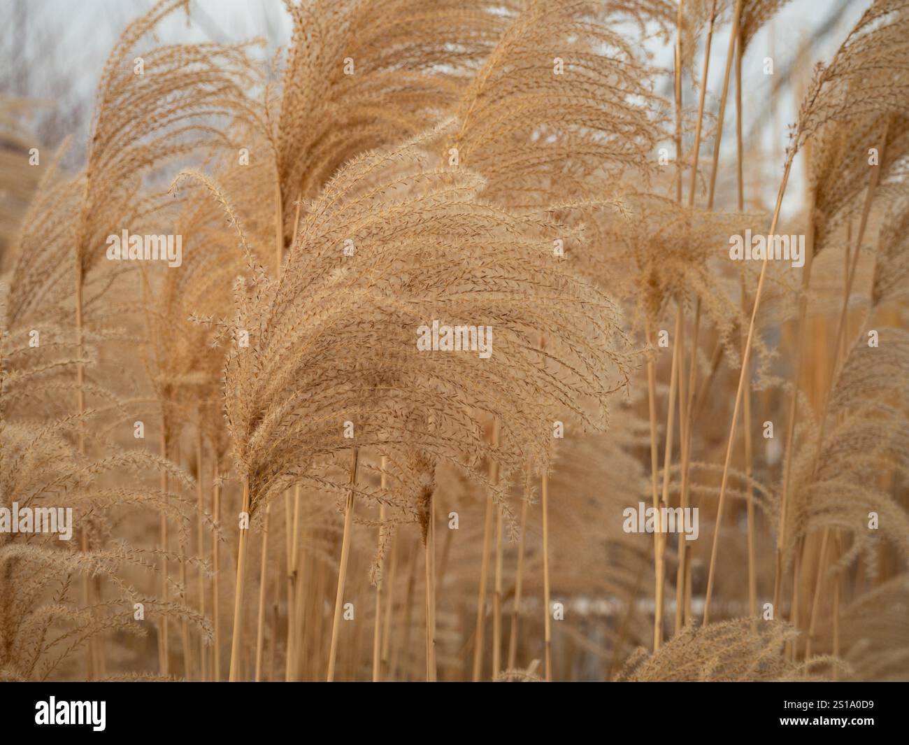 Closeup tall reed grasses hi-res stock photography and images - Alamy