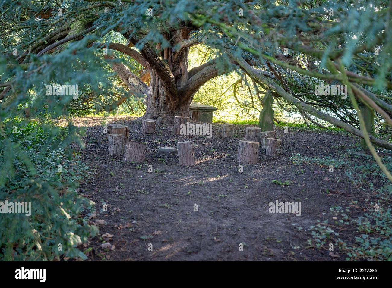 Upturned logs provide seats under the branches of an old tree in an ...
