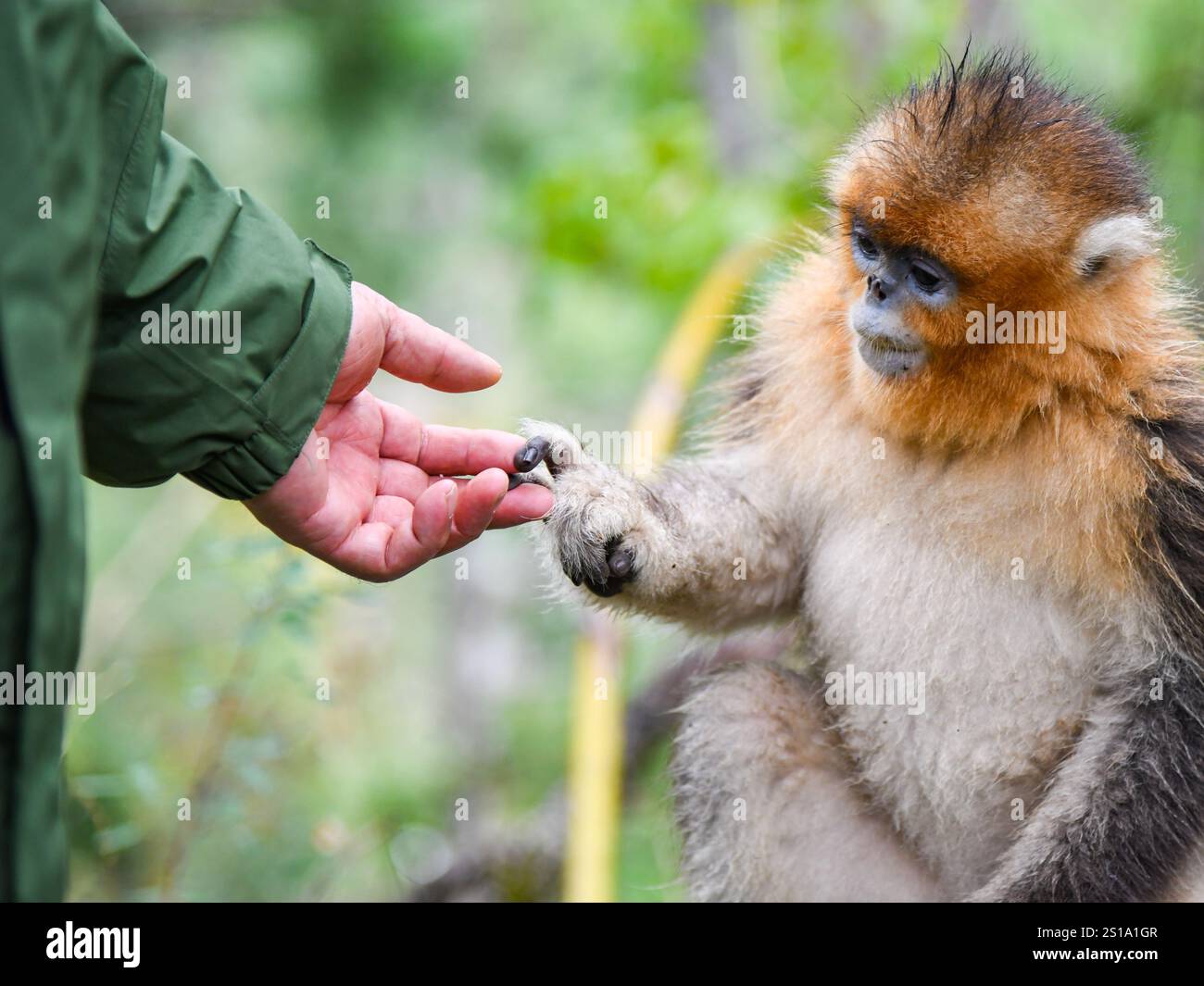 (250102) -- BEIJING, Jan. 2, 2025 (Xinhua) -- Tang Yulin, a forest ...