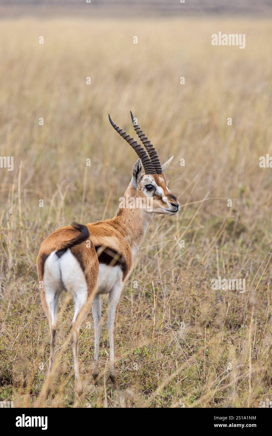 Thomson's Gazelle (Eudorcas thomsonii) scanning the environment in ...