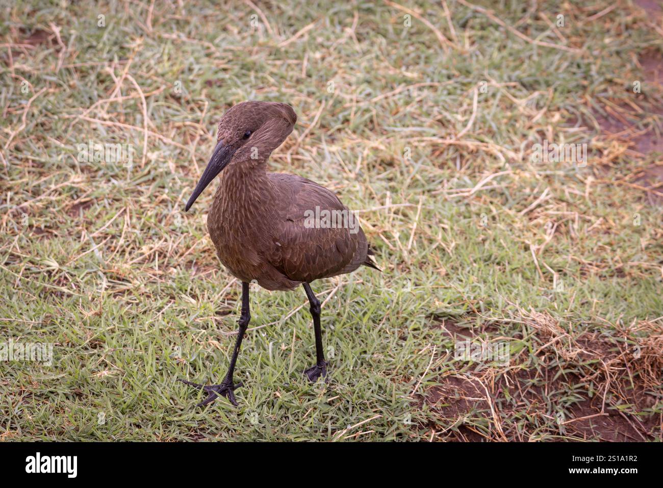 Hammerhead (Scopus umbretta) in grassland in Ngorongoro Conservation ...