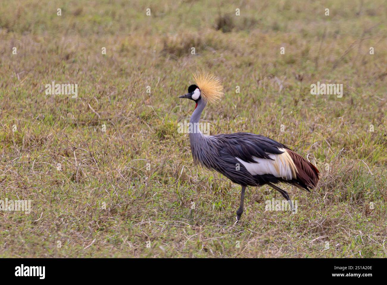Grey crowned crane (Balearica regulorum) walking in Ngorongoro ...